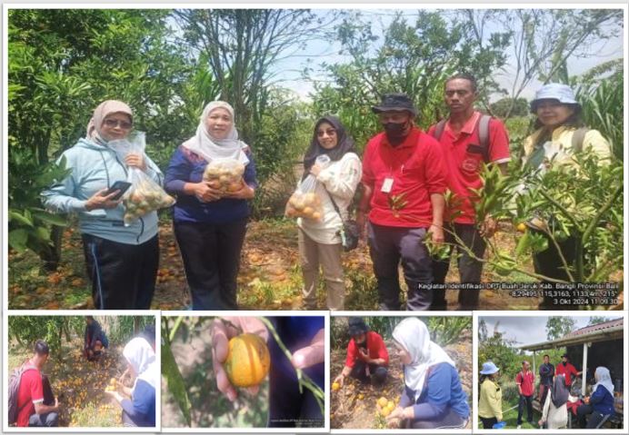 SERANGAN OPT PENYEBAB JERUK PETANI DI BAYUNG GEDE RONTOK DAN MEMBUSUK ...
